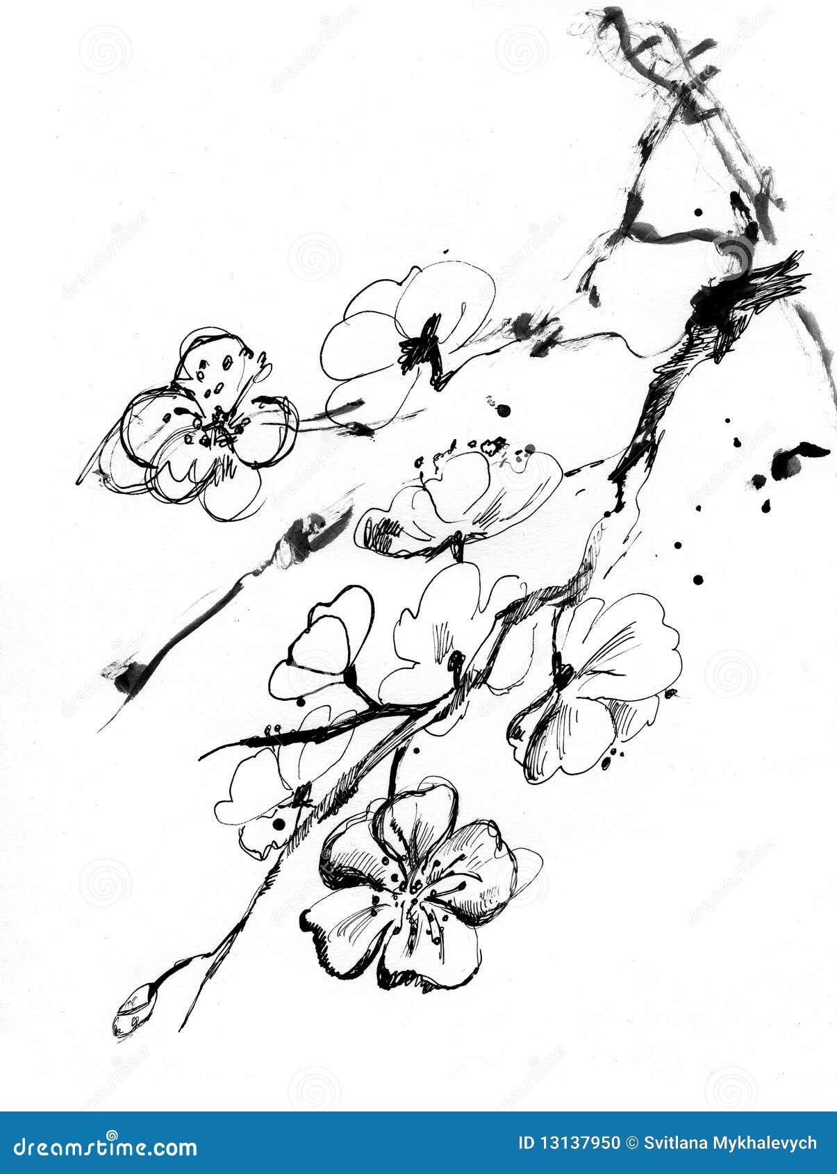 Flowering Cherry. Spring. Ink and Brush. Stock Illustration ...