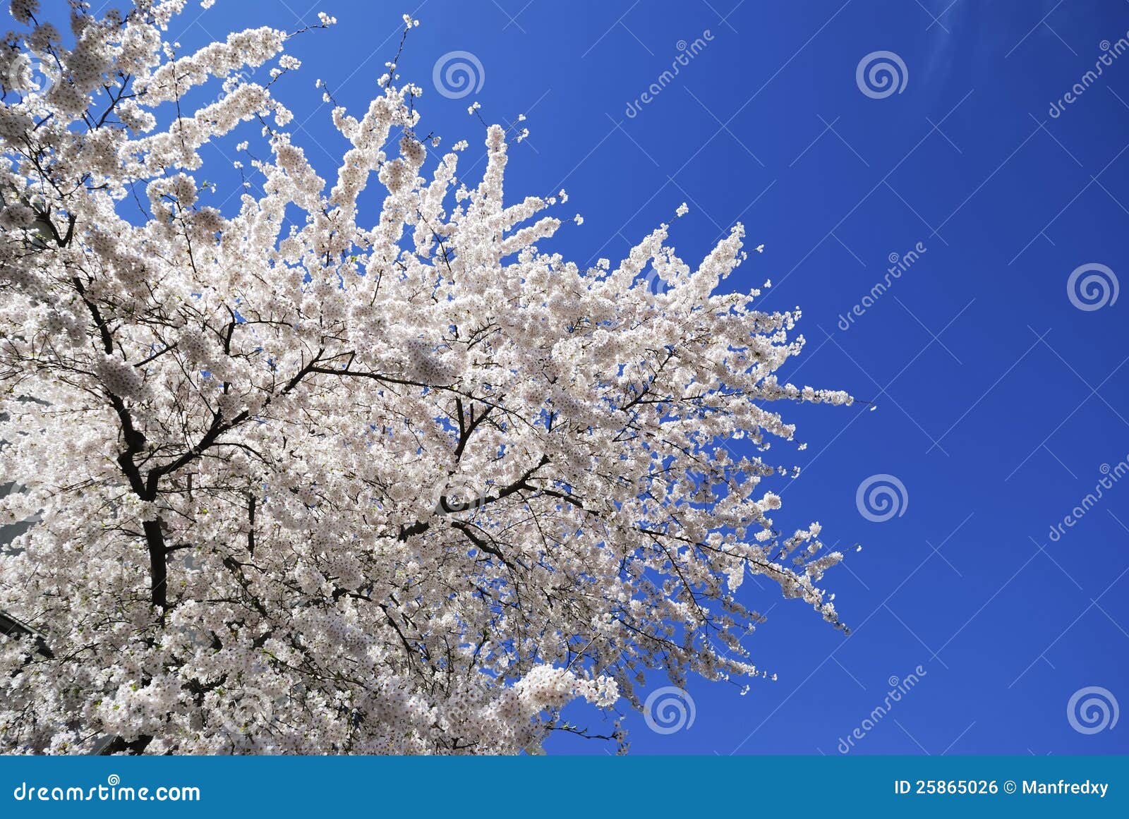 Flowering Cherry Tree stock photo. Image of bloom, flowering - 25865026