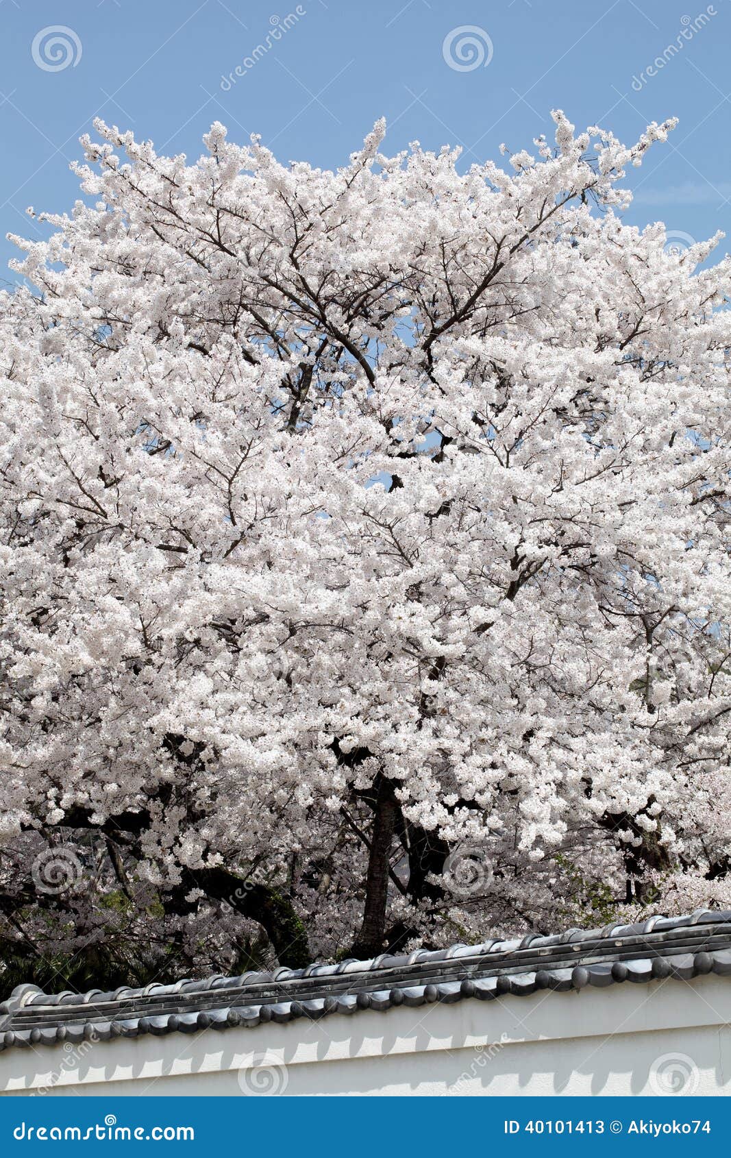 Flowering cherry tree stock image. Image of blossoming - 40101413