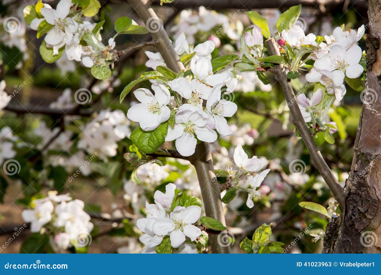 Flowering cherry tree stock image. Image of cherry, limb - 41023963