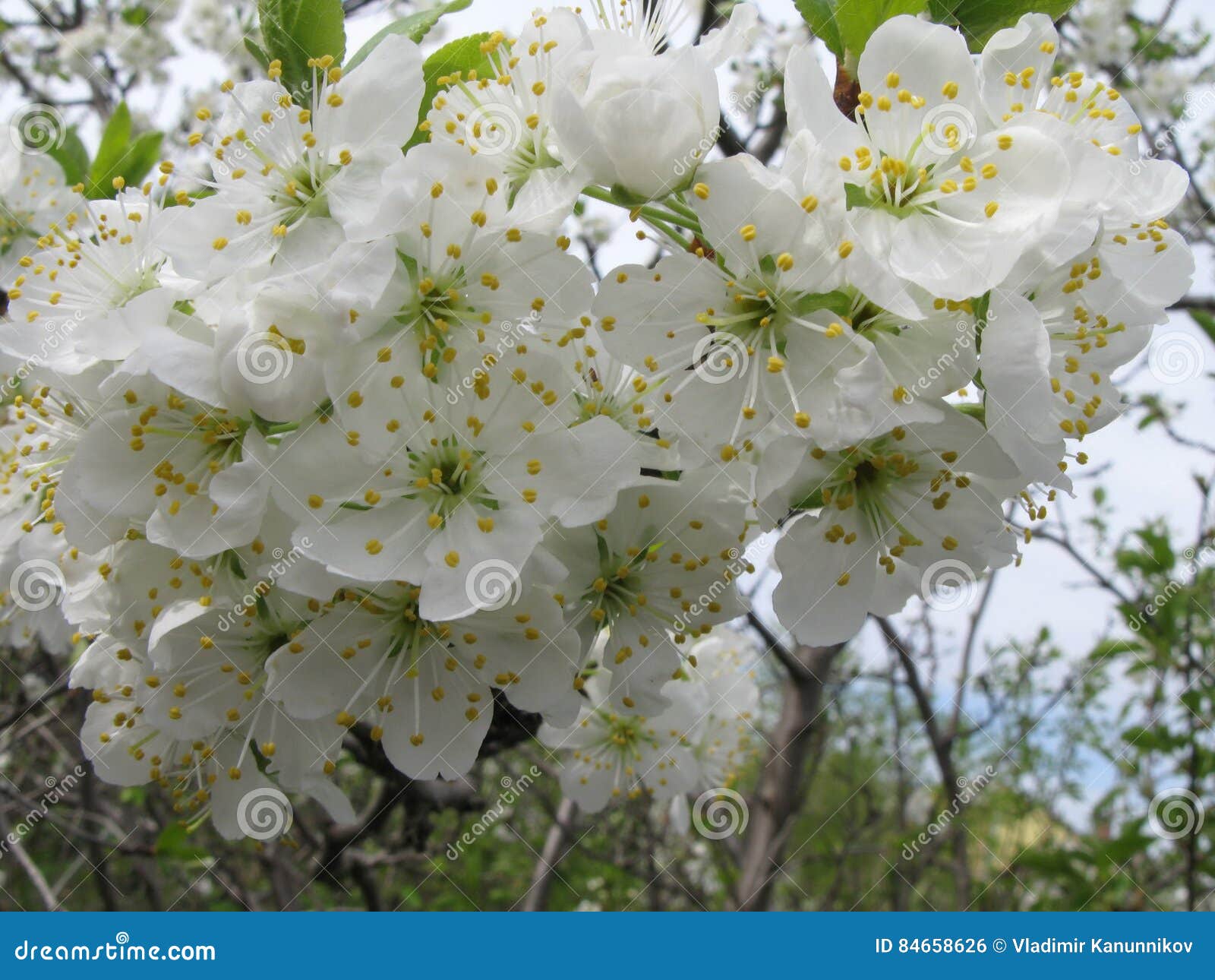 Flowering cherry tree stock photo. Image of bright, cherry - 84658626