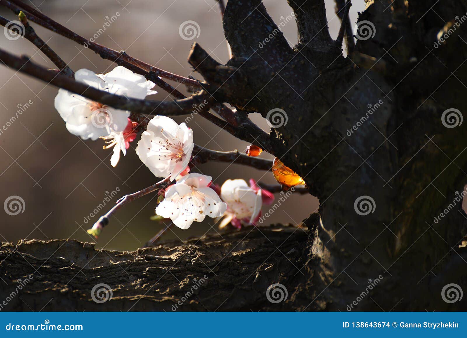 Flowering Cherry Tree and Gum on the Trunk. Stock Photo - Image of ...