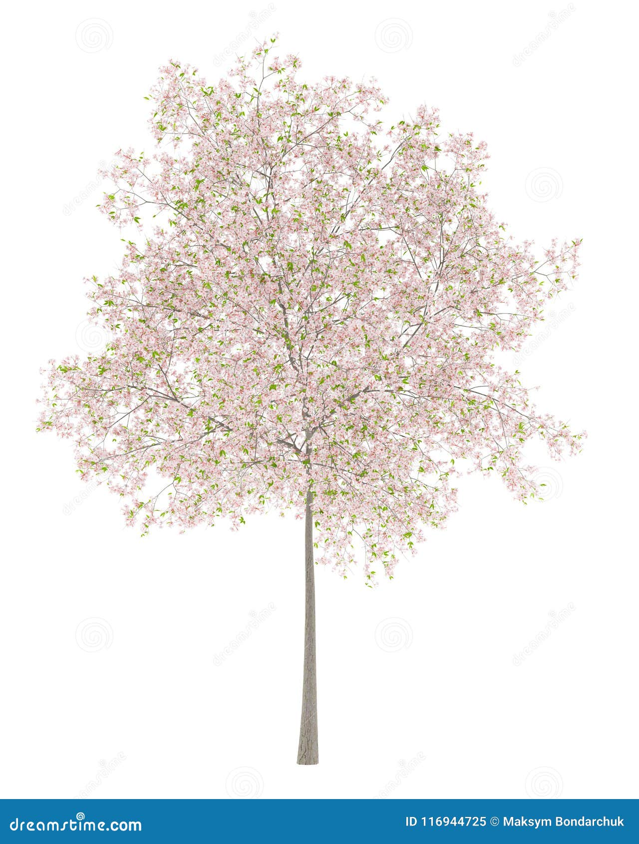 Flowering Cherry Angiosperm Tree Vector Illustration | CartoonDealer.com #266545040