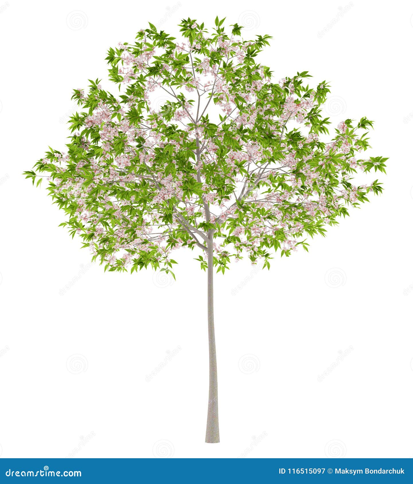 Flowering Cherry Angiosperm Tree Vector Illustration | CartoonDealer.com #266545040