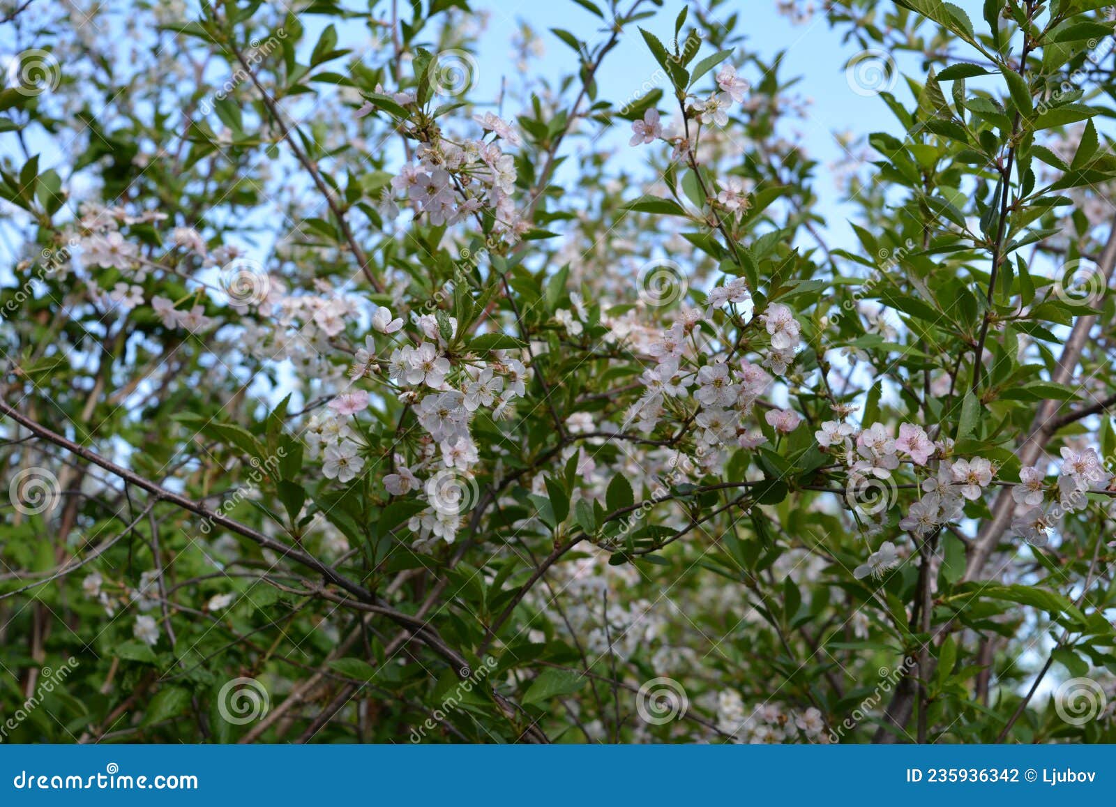 Flowering Cherry Tree in the Orchard in Russia Stock Photo - Image of ...