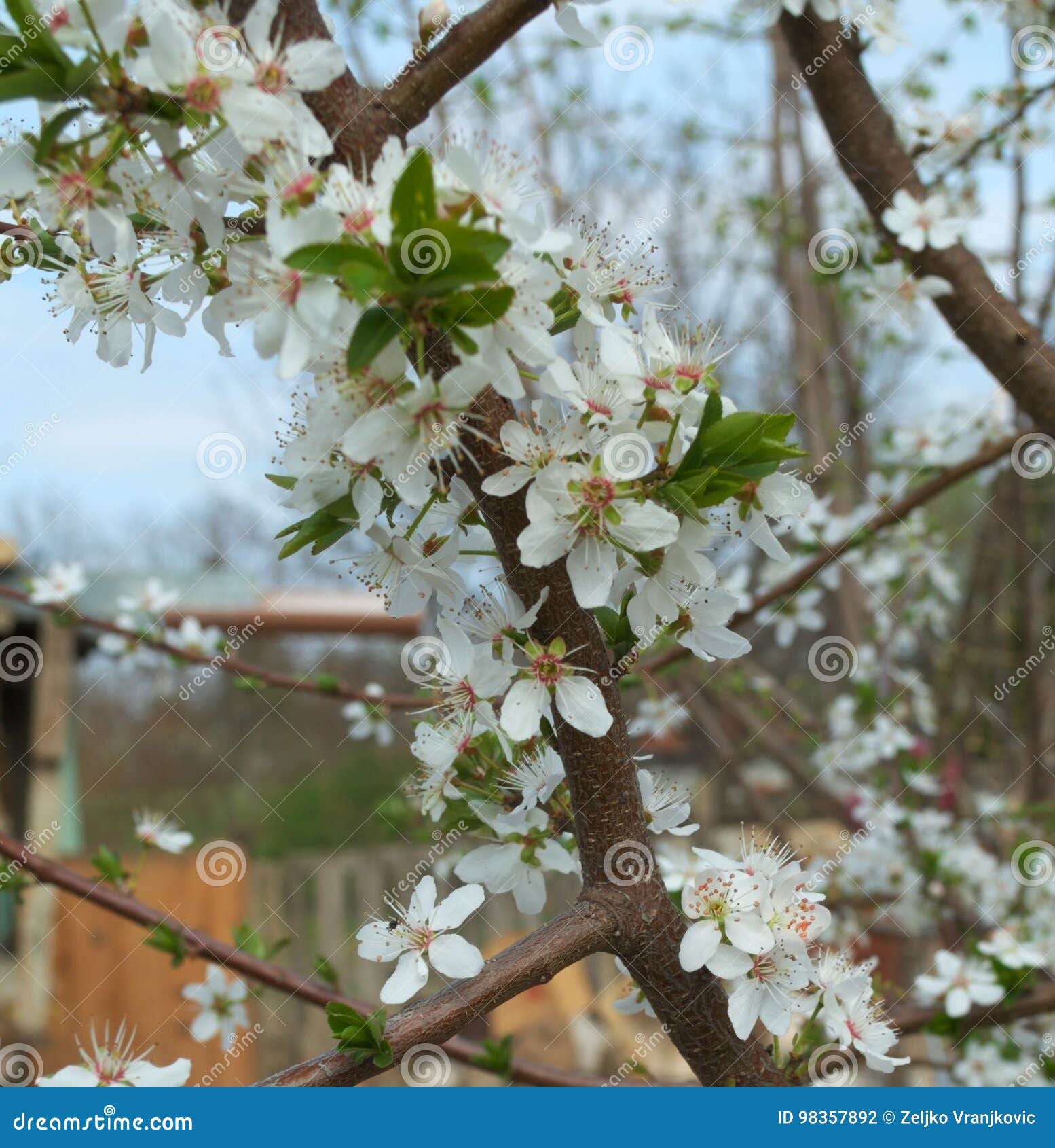 Flowering cherry tree stock photo. Image of tree, flowering - 98357892