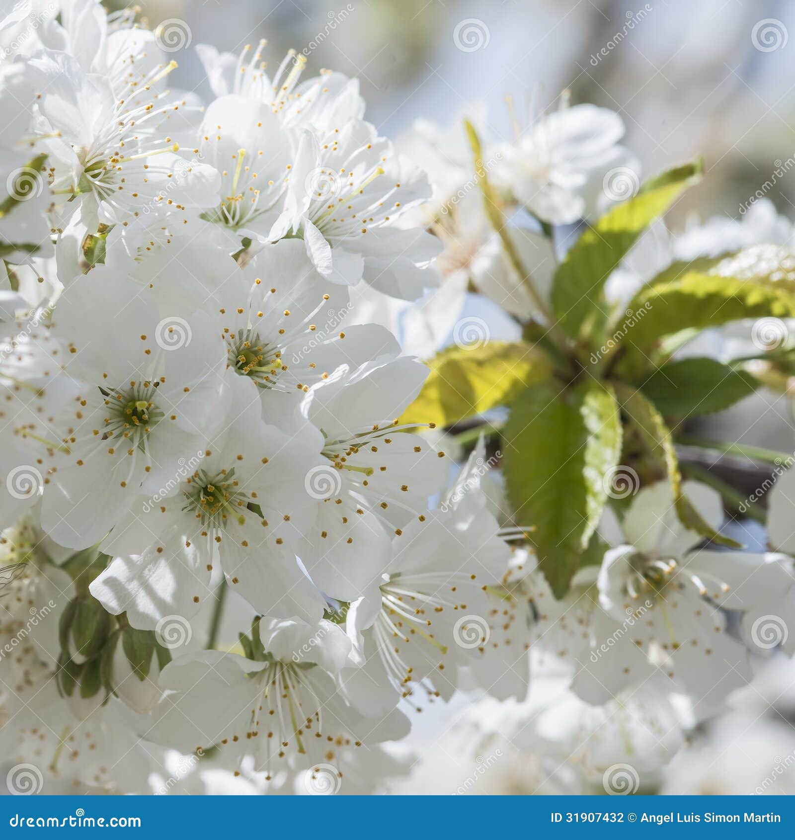 10,652 White Flowering Cherry Trees Stock Photos - Free & Royalty-Free ...