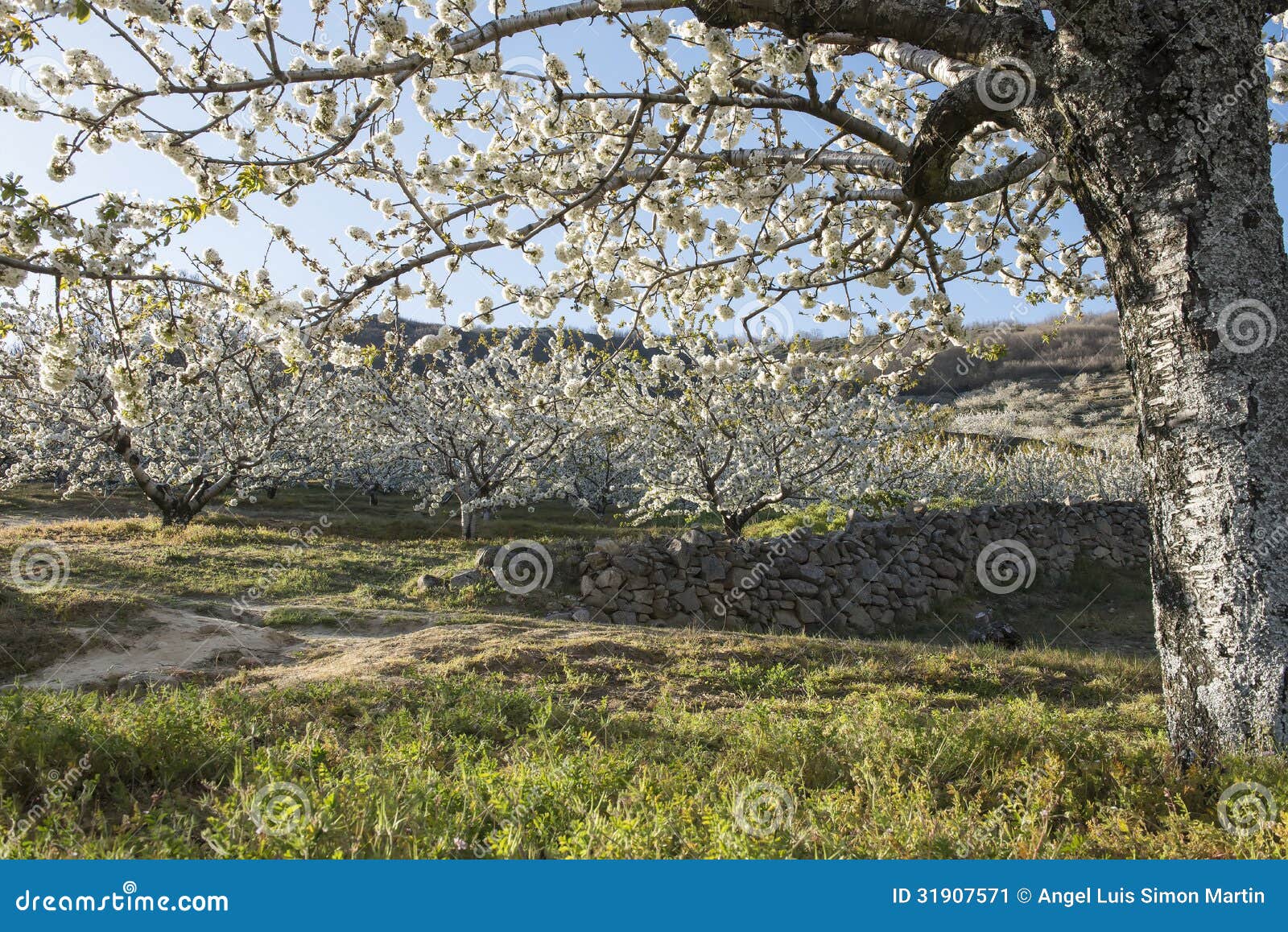 Flowering cherry trees. stock image. Image of leaves - 31907571