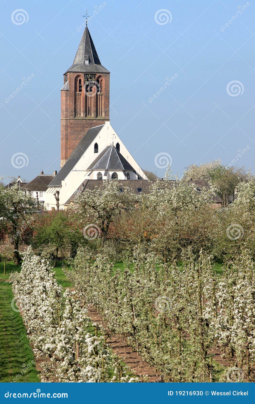 Flowering Cherry Trees and Reformed Dutch Church Stock Photo - Image of ...