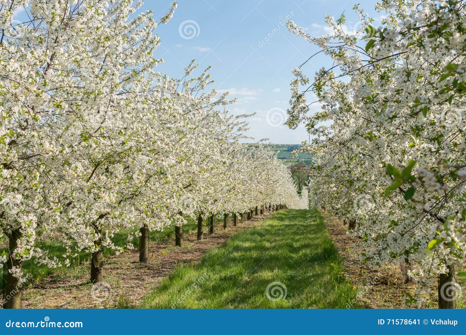 Flowering Cherry Trees in Rows in Garden. Agriculture Concept Stock ...