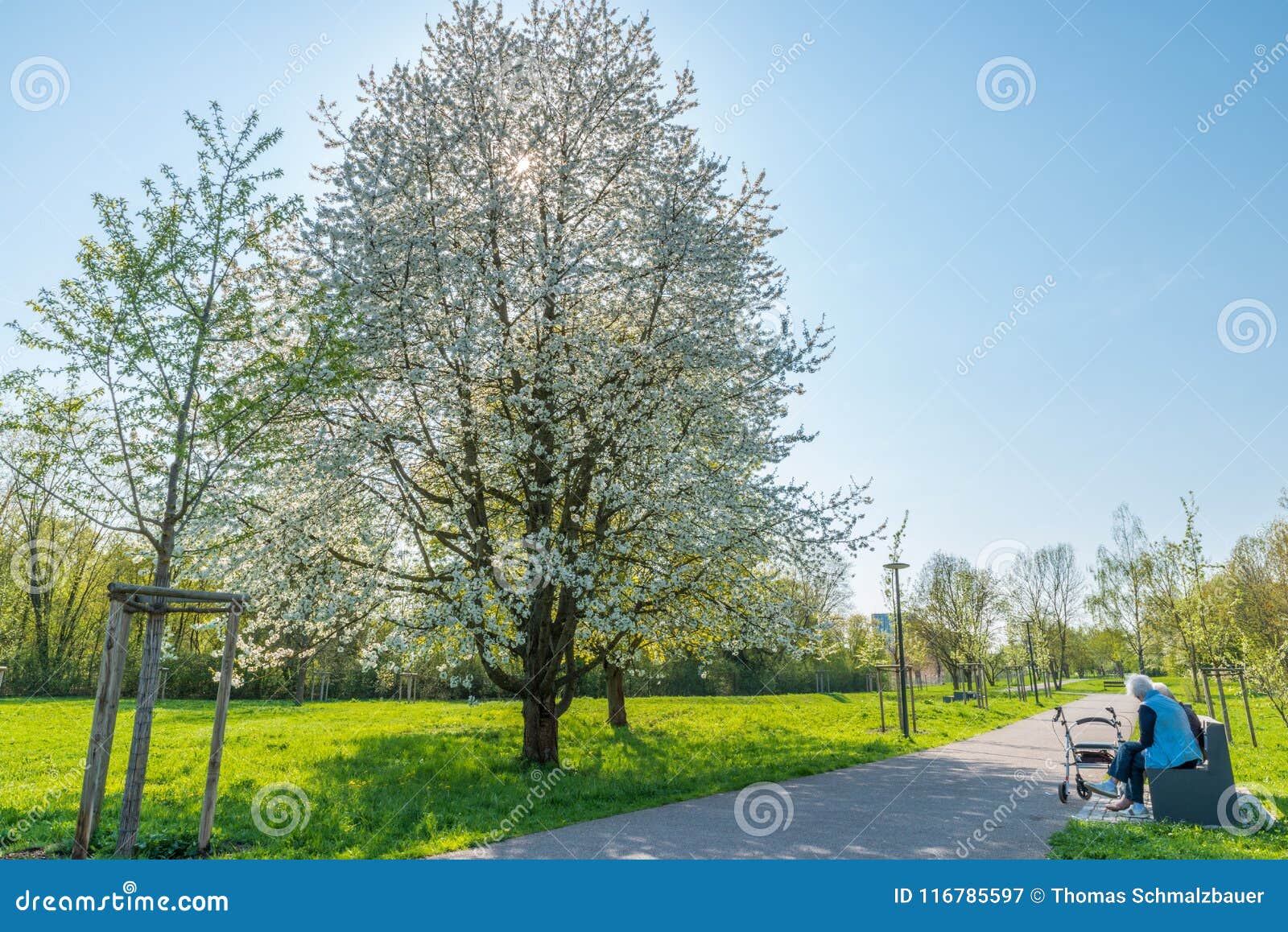 Flowering Cherry Trees in Spring Editorial Photography - Image of local ...