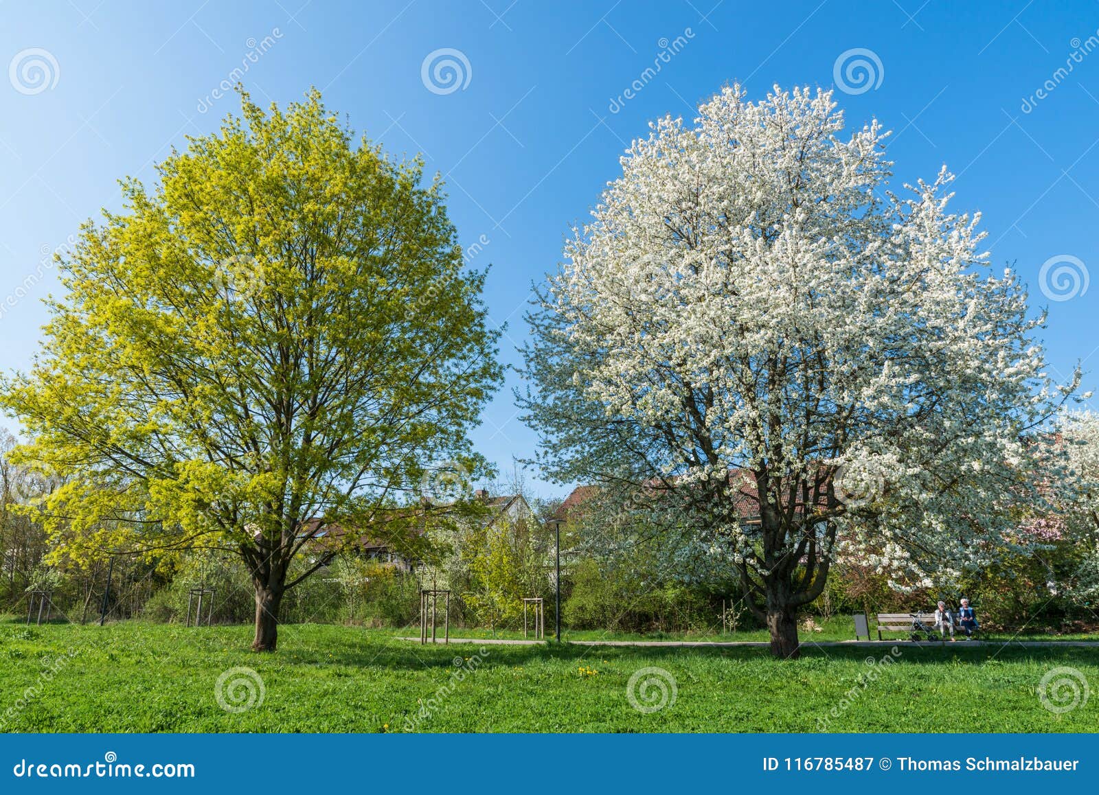 Flowering Cherry Trees in Spring, Germany Editorial Photography - Image ...