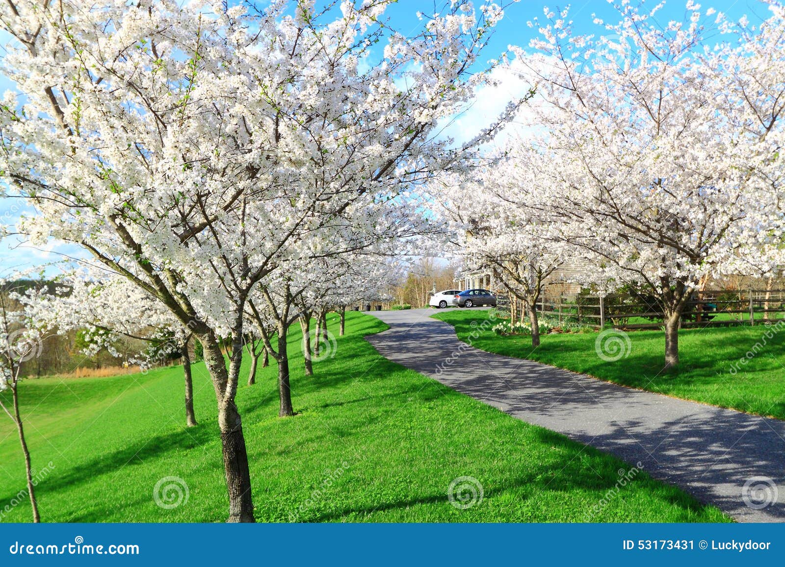 Flowering Cherry Trees stock image. Image of freshness - 53173431