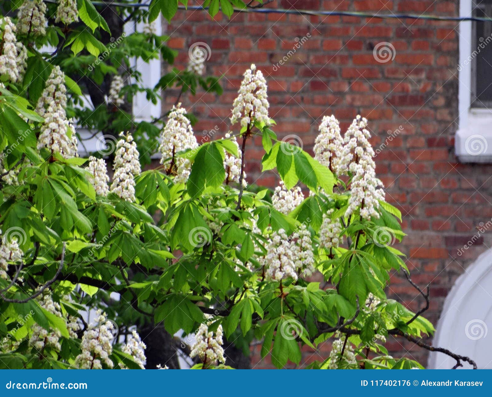 Flowering chestnut stock photo. Image of skyscraper - 117402176