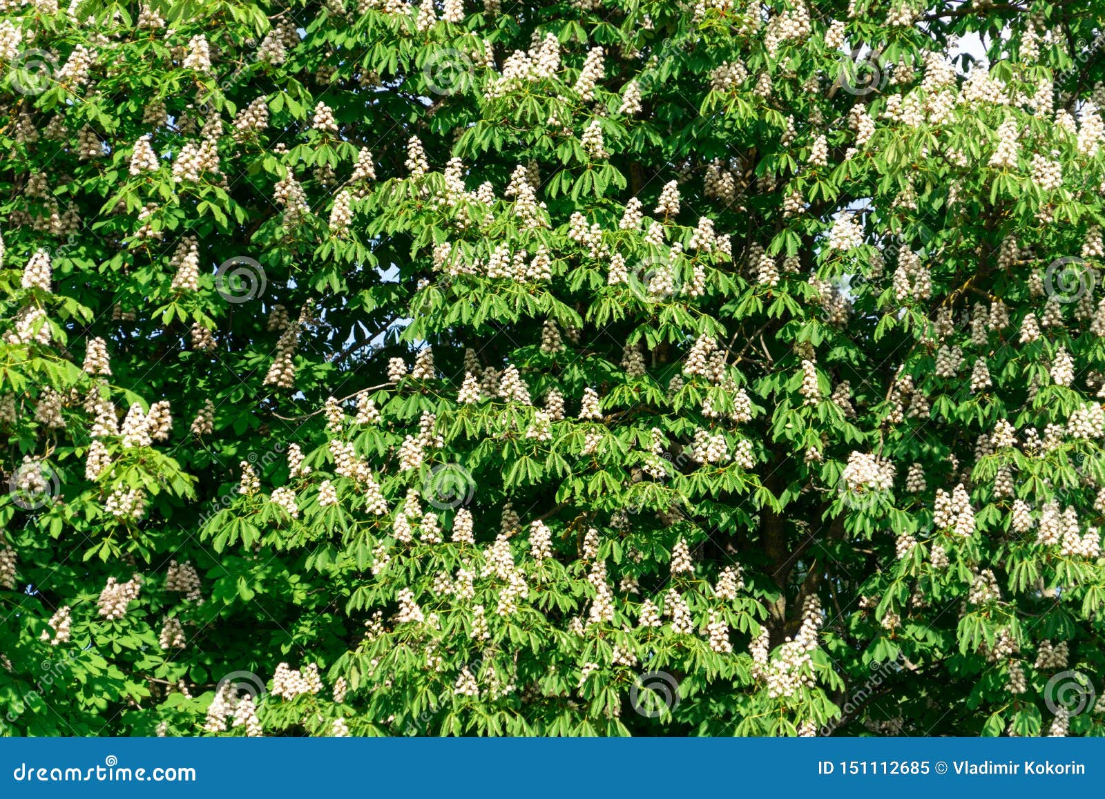 Flowering Chestnut Tree. Flowering Chestnut Against the Blue Sky Stock ...