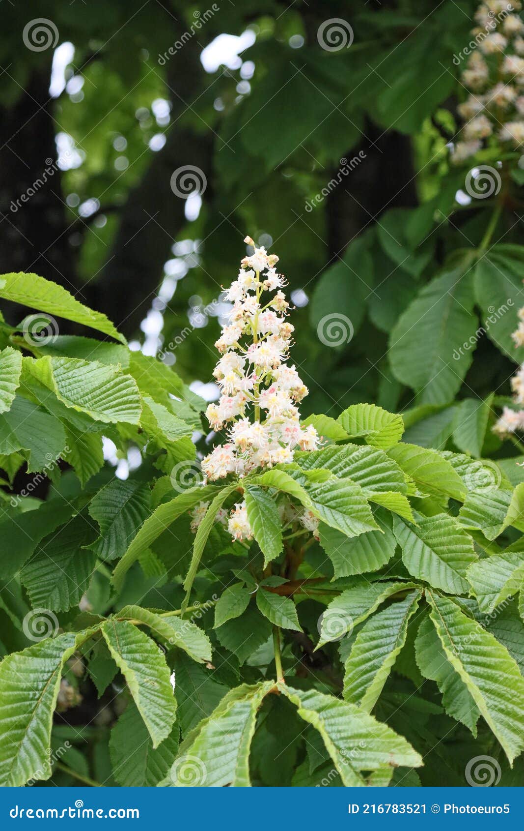 Flowering chestnut tree stock image. Image of photosynthesis - 216783521