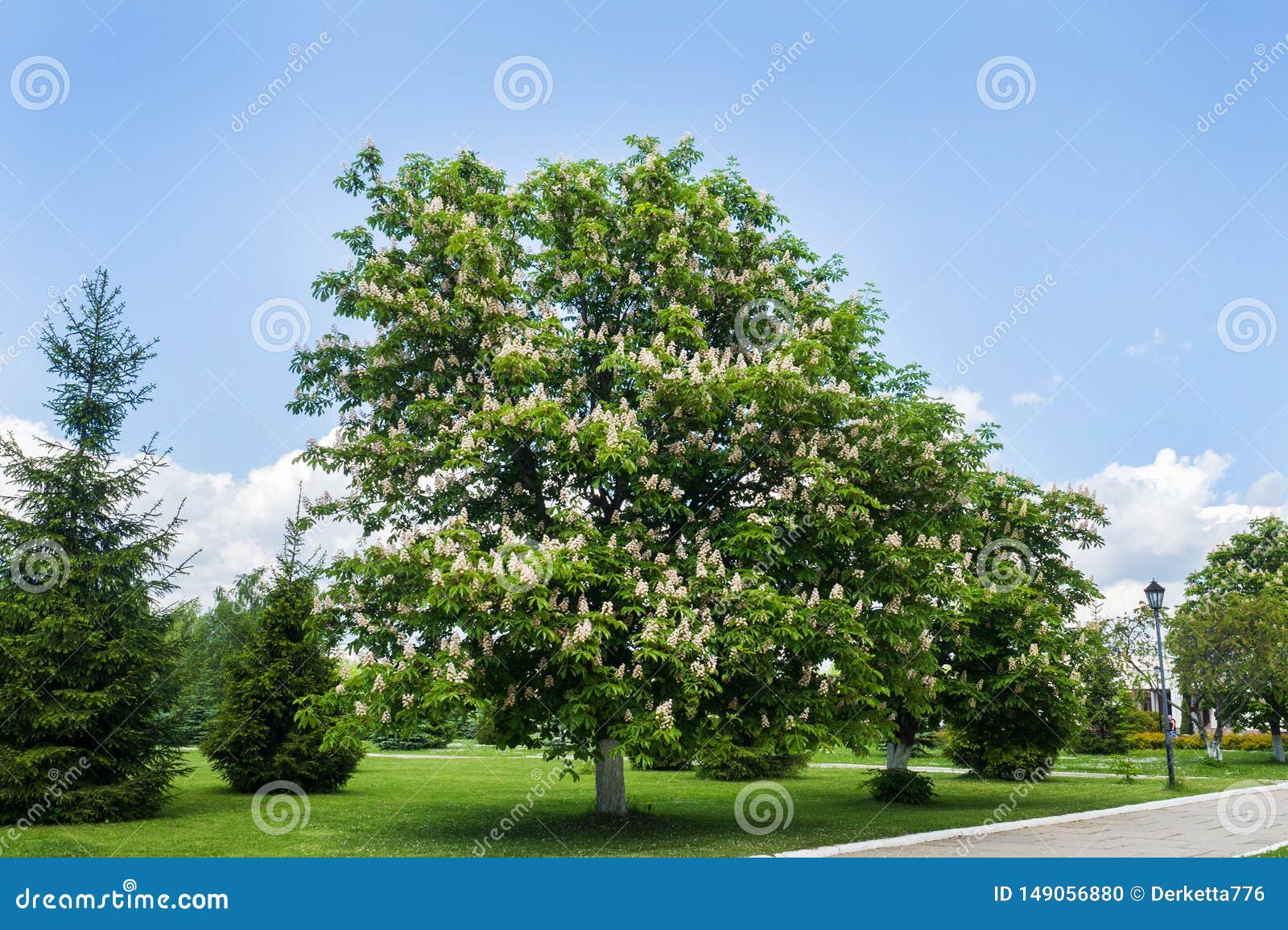 Flowering Chestnut Tree in the Park in Spring Stock Photo - Image of ...