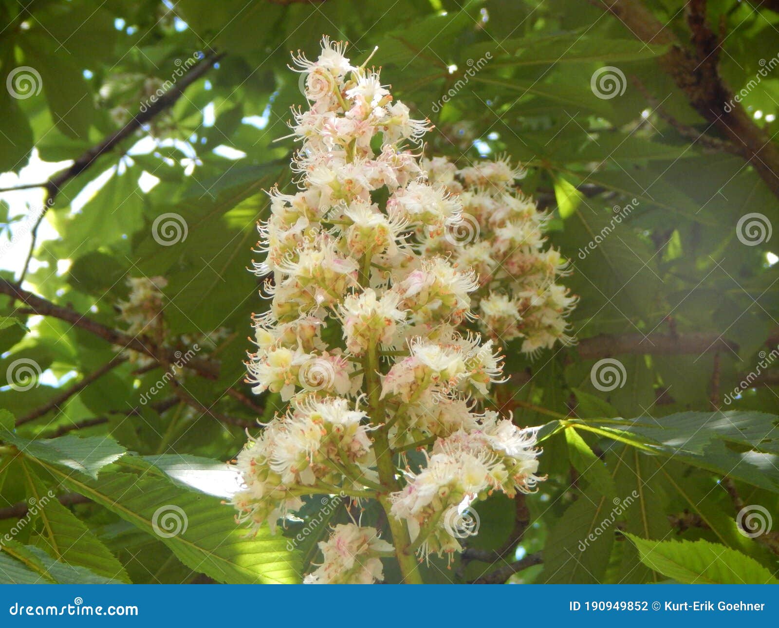 Flowering Chestnut Tree in Spring in the Area of Talkau Stock Photo ...