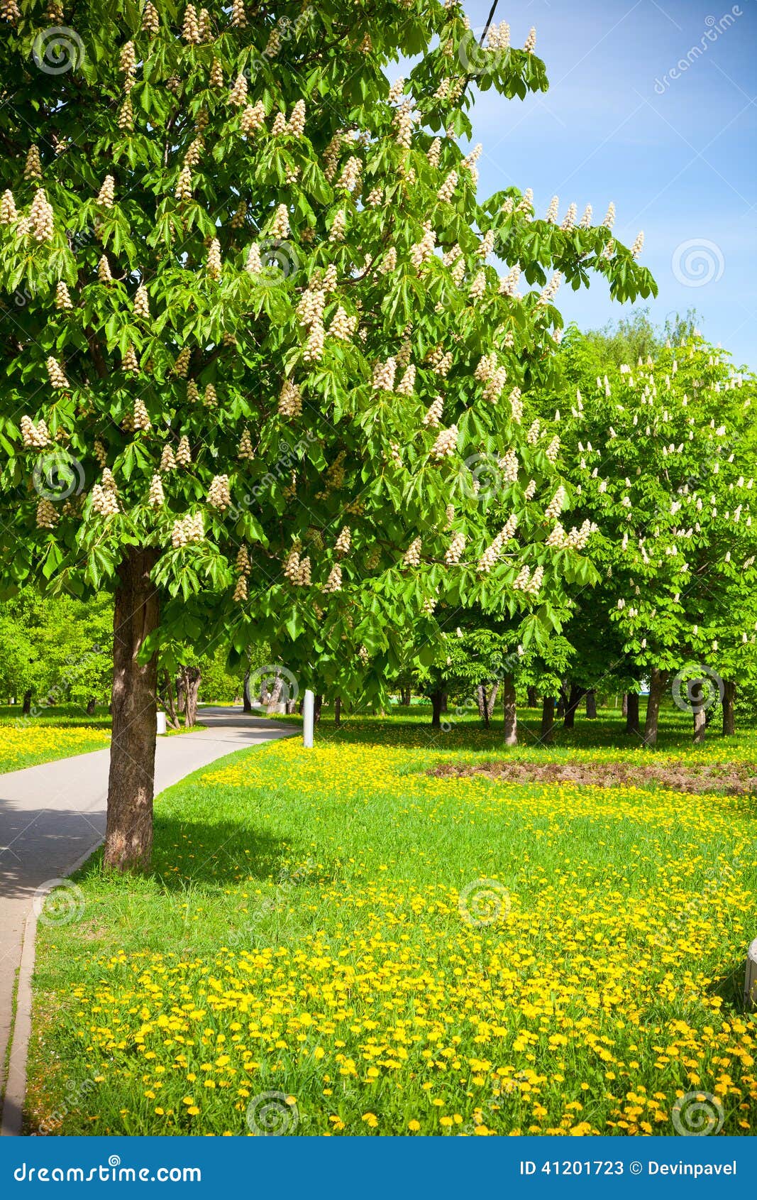 Flowering Chestnut Trees and Dandelions Stock Image - Image of flower ...