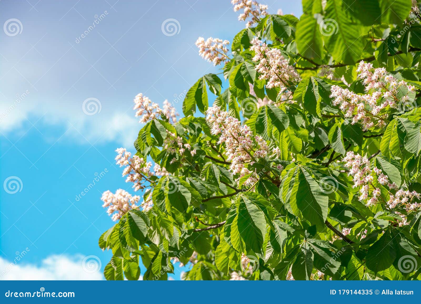 Flowering Chestnuts at Blue Sky Background Stock Image - Image of ...