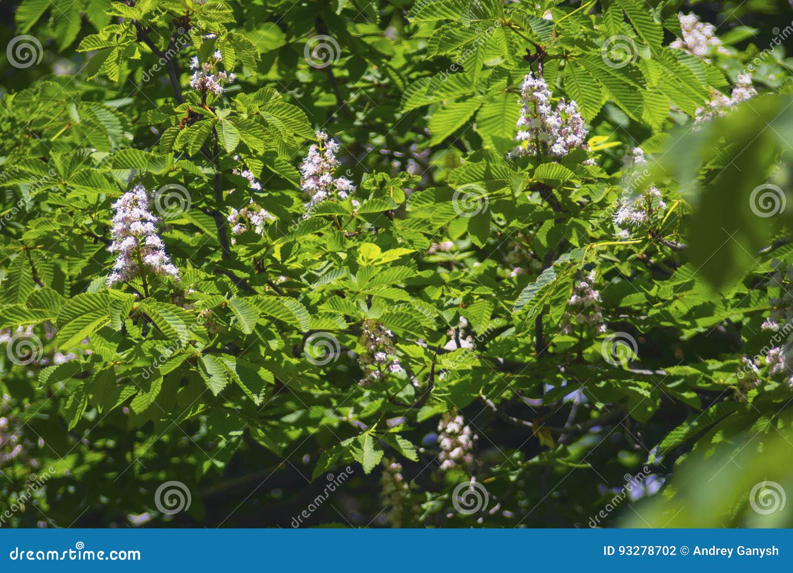 Flowering Chestnuts in Earlyspring Stock Photo - Image of flowers ...