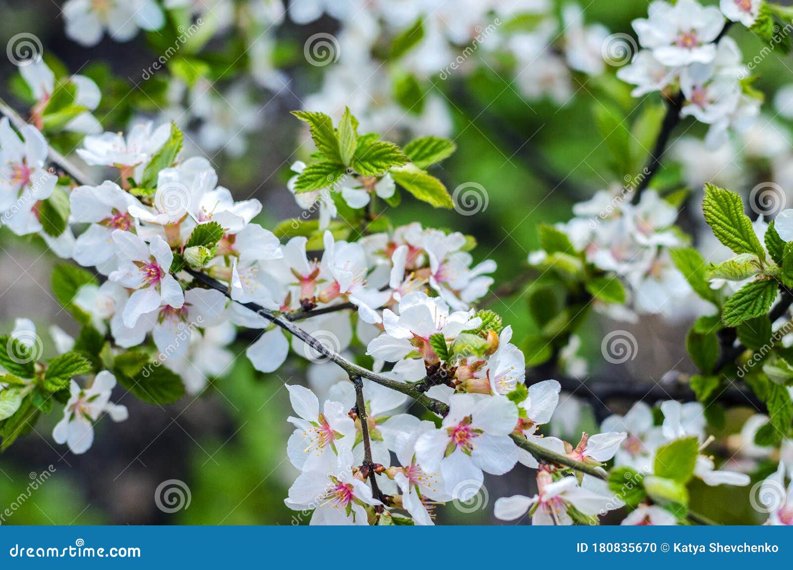 Flowering chinese cherry stock photo. Image of natural - 180835670