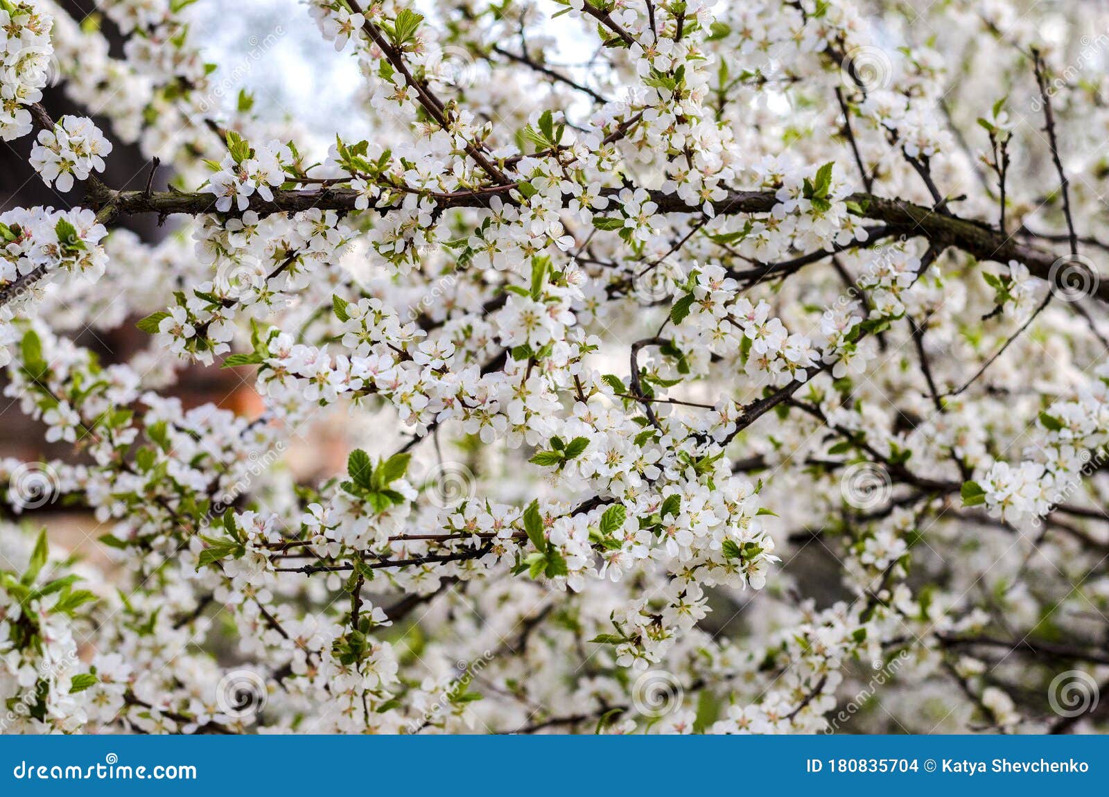 Flowering chinese cherry stock photo. Image of growth - 180835704