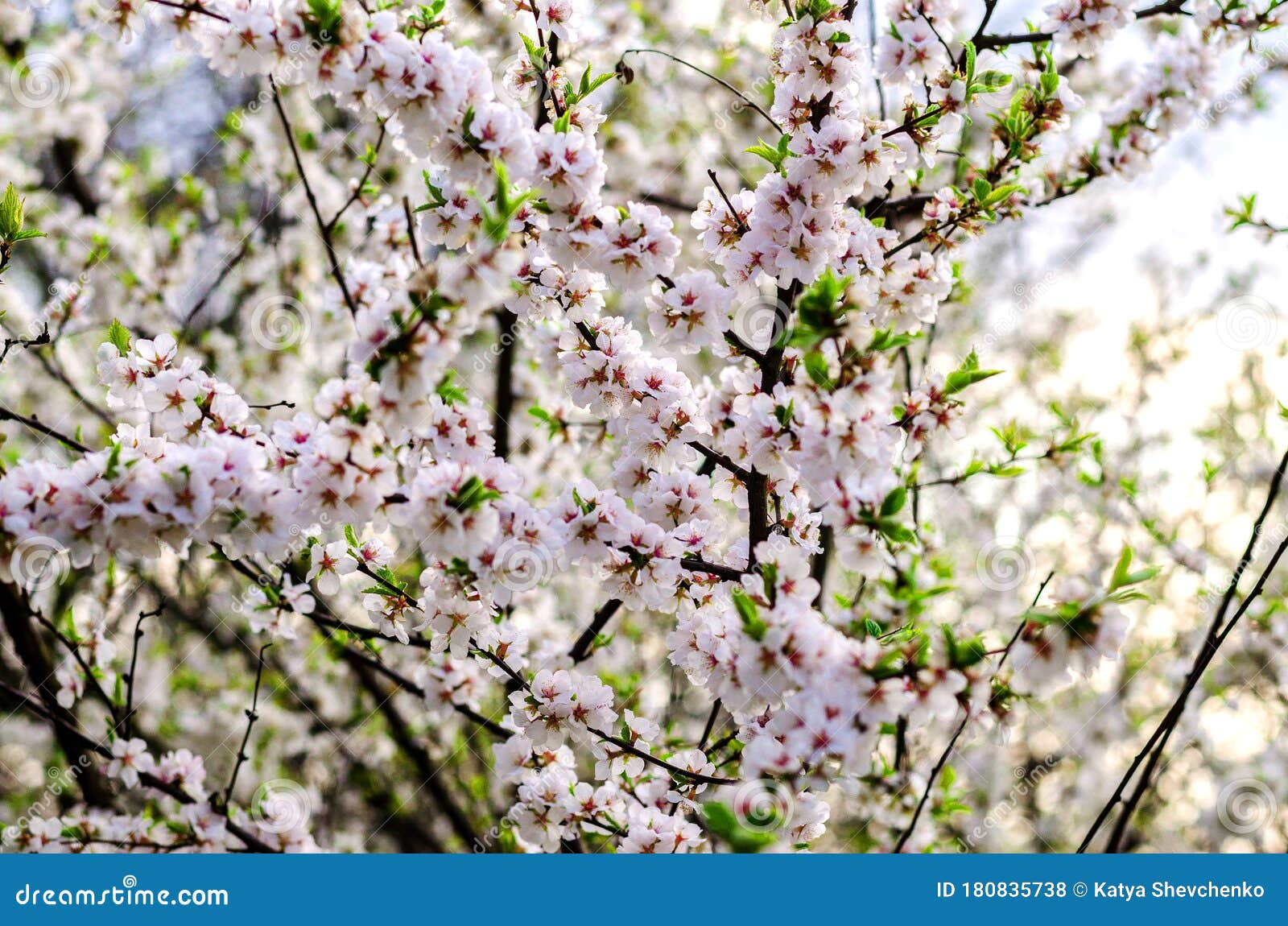 Flowering chinese cherry stock photo. Image of garden - 180835738