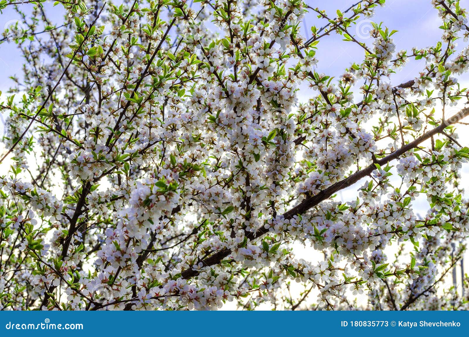 Flowering chinese cherry stock image. Image of shrubs - 180835773