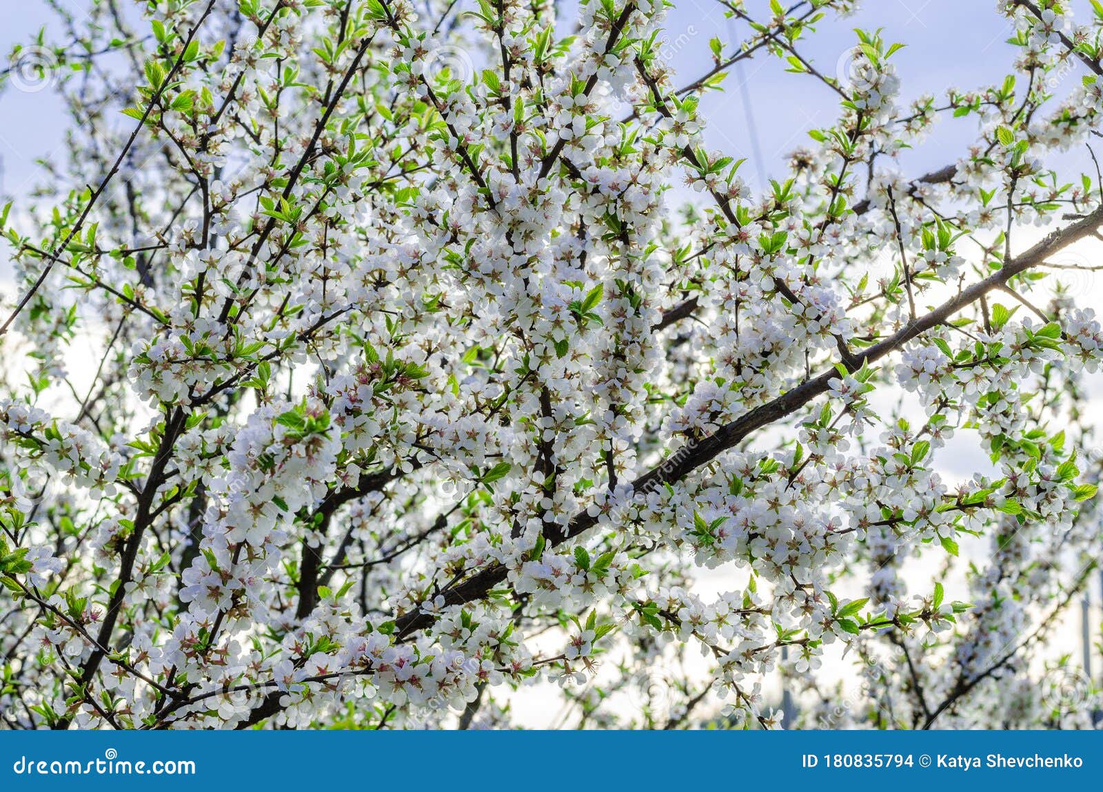Flowering chinese cherry stock photo. Image of chinese - 180835794