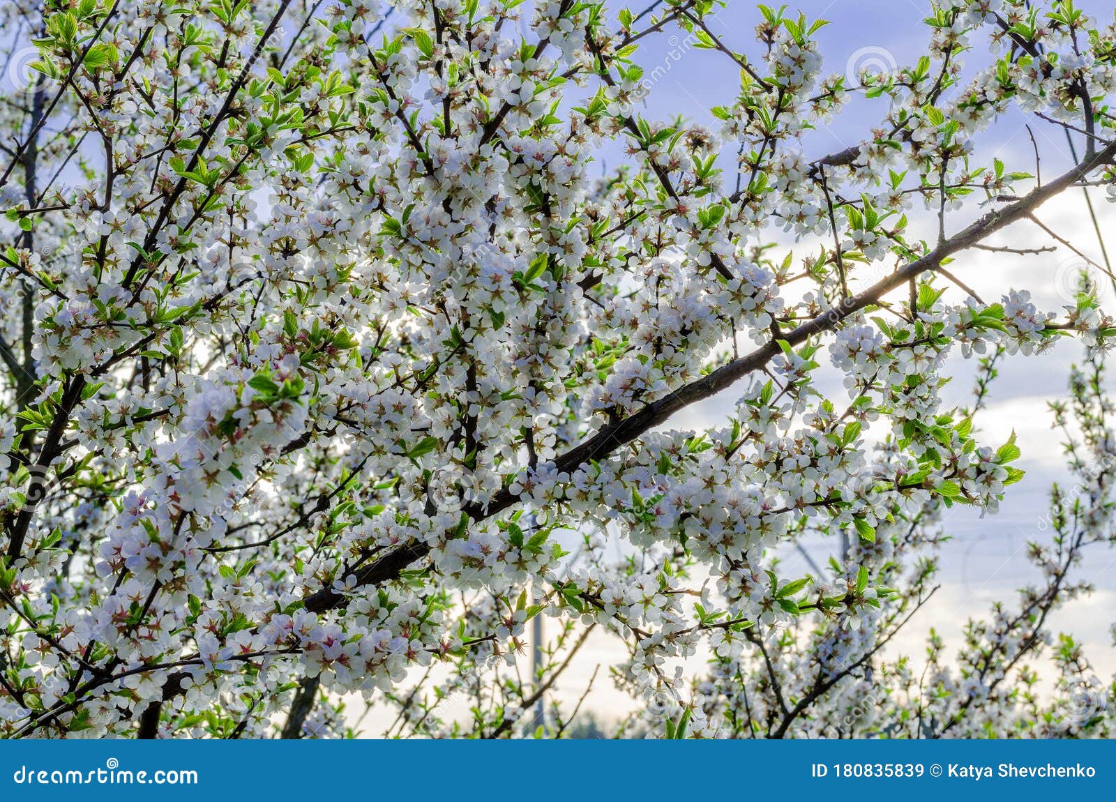 Flowering chinese cherry stock image. Image of flower - 180835839