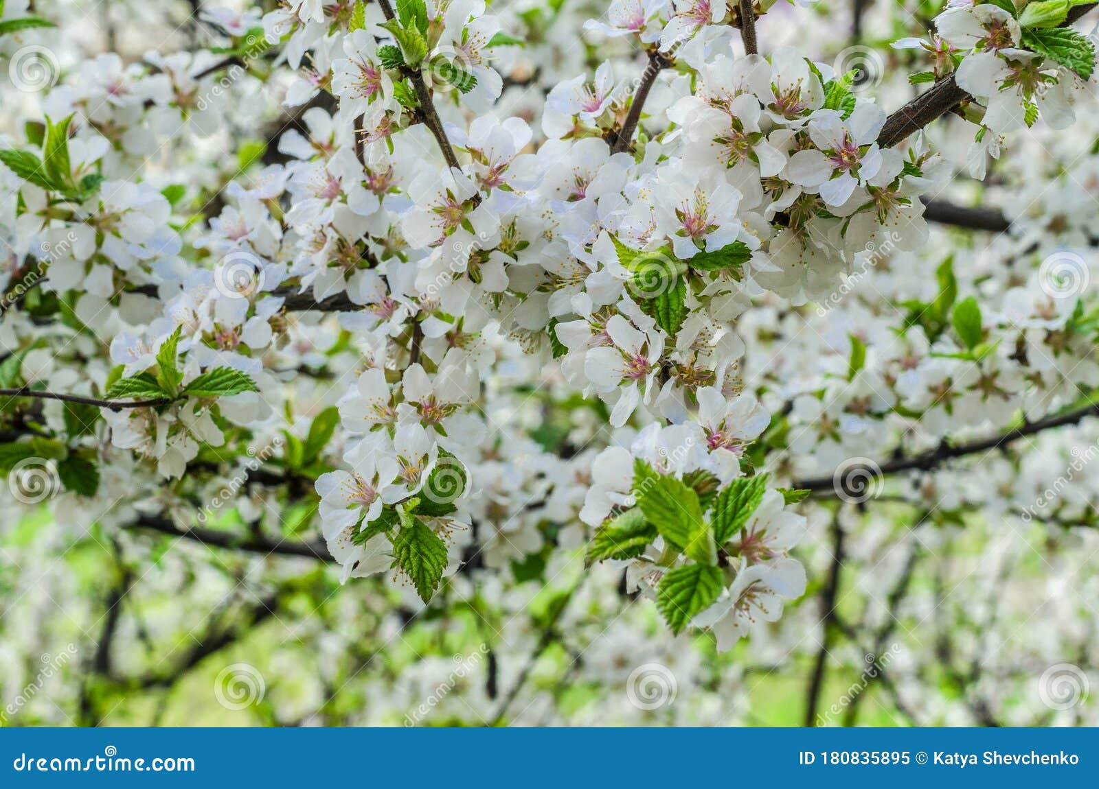 Flowering chinese cherry stock image. Image of dwarf - 180835895