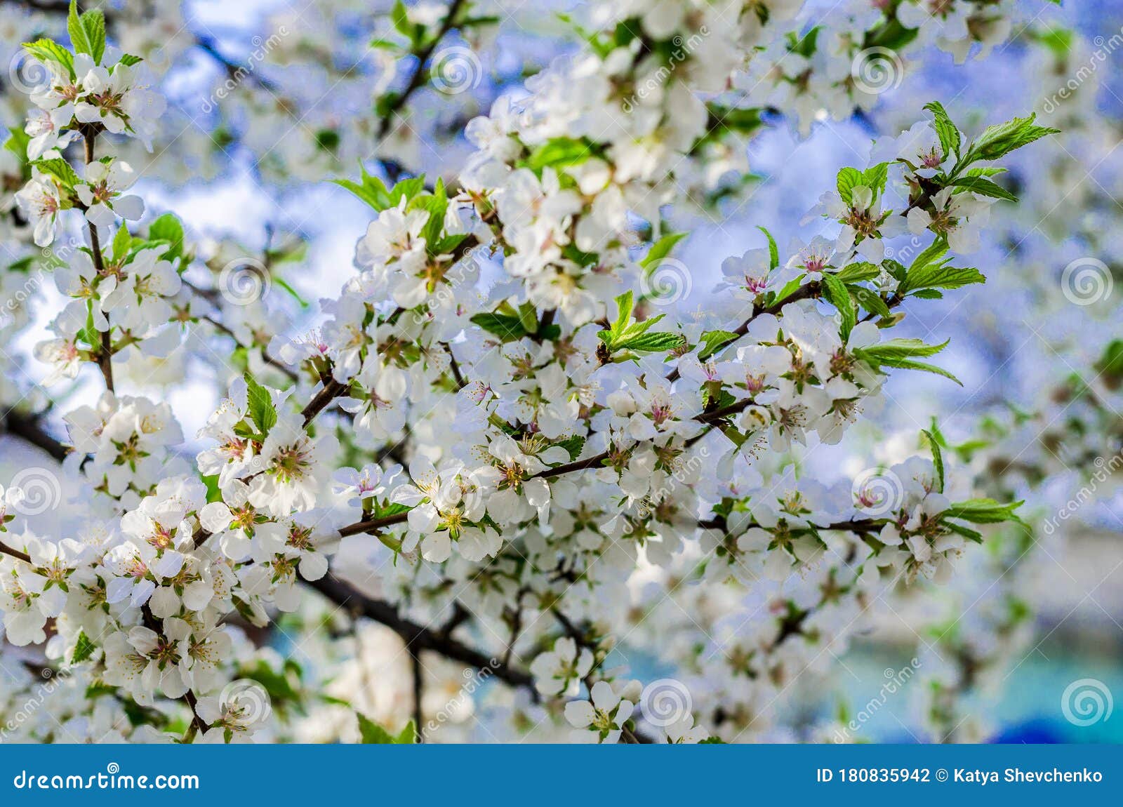 Flowering chinese cherry stock photo. Image of nature - 180835942