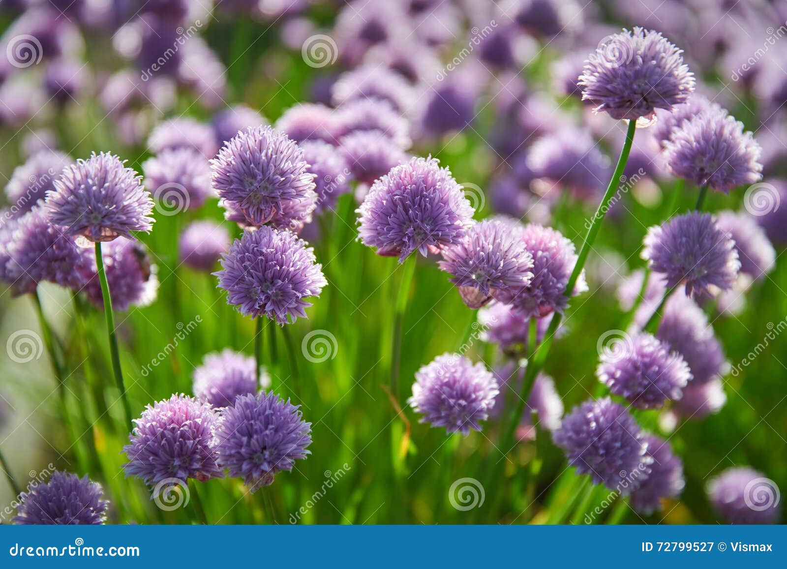 Flowering Chives stock image. Image of plant, nature - 72799527