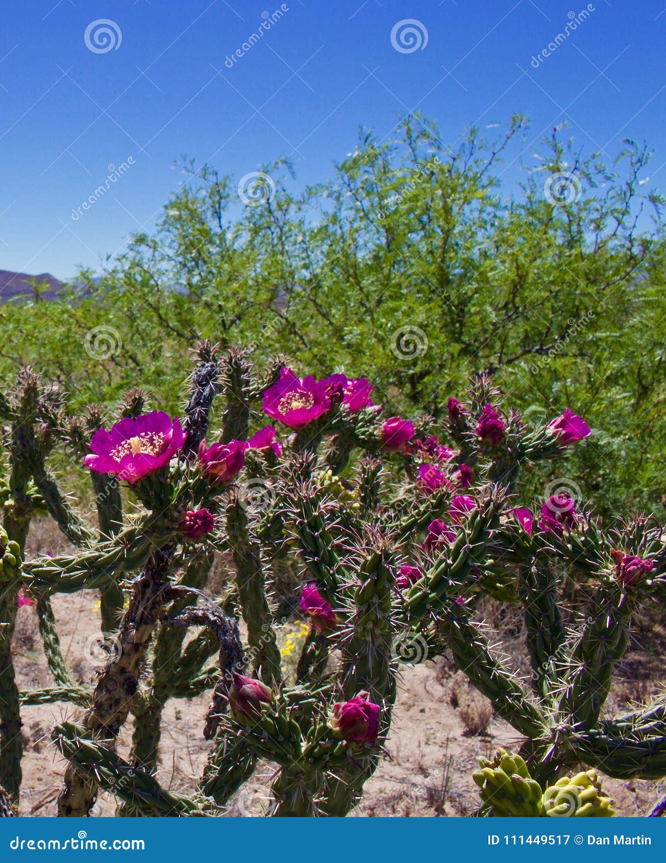 Flowering Cholla stock image. Image of flower, landscape - 111449517