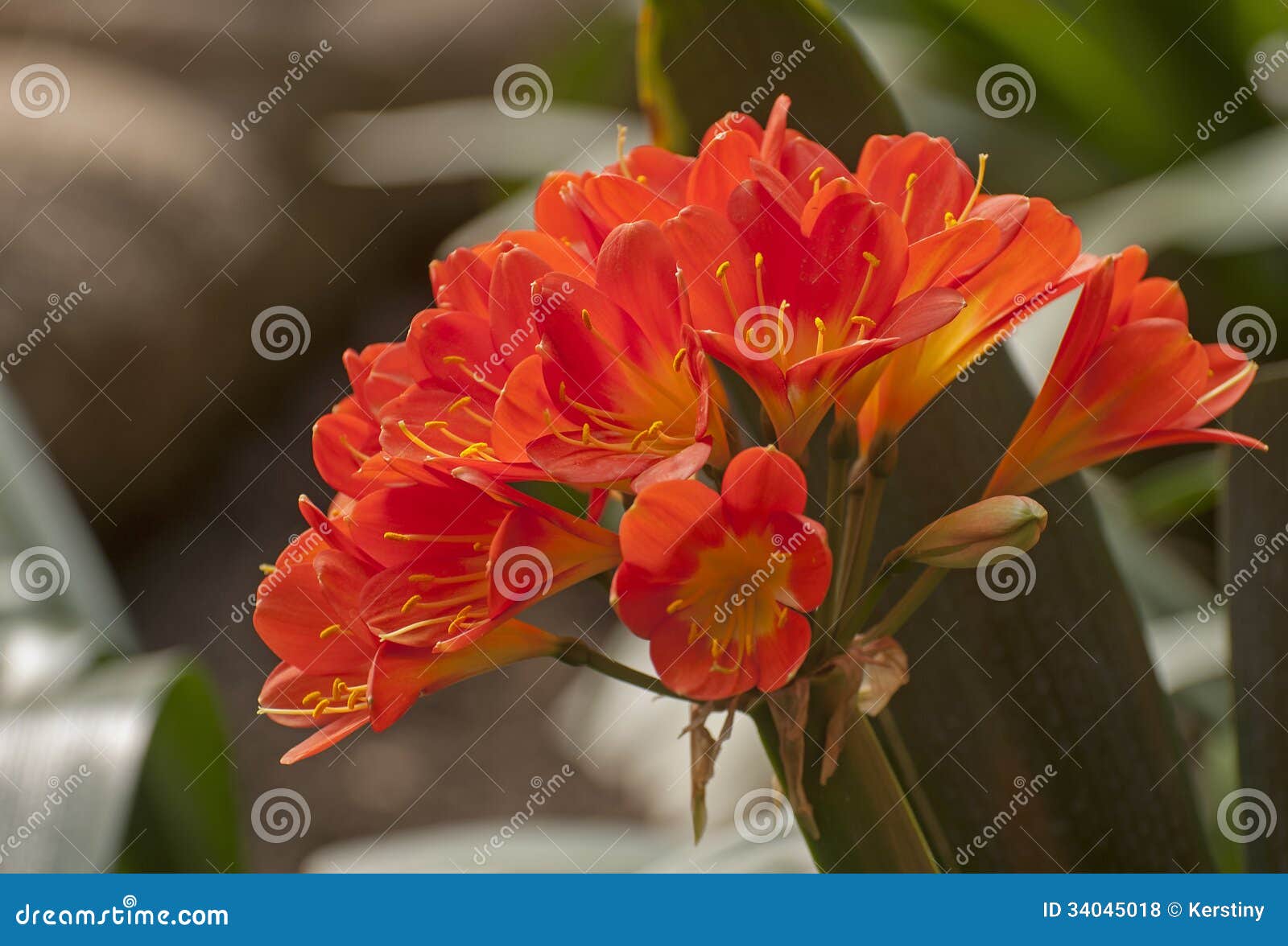 Flowering clivias stock photo. Image of nature, plant - 34045018