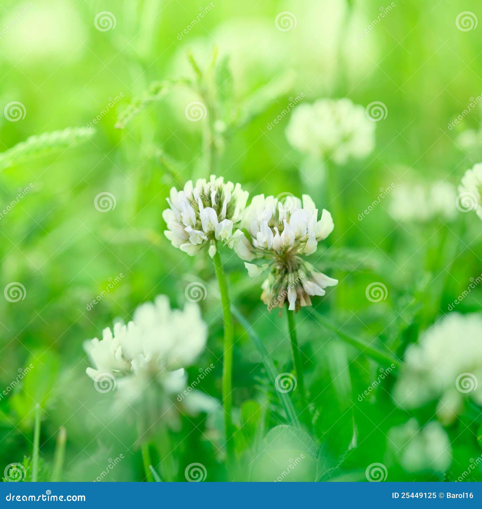 Flowering Clover stock image. Image of summer, floral - 25449125