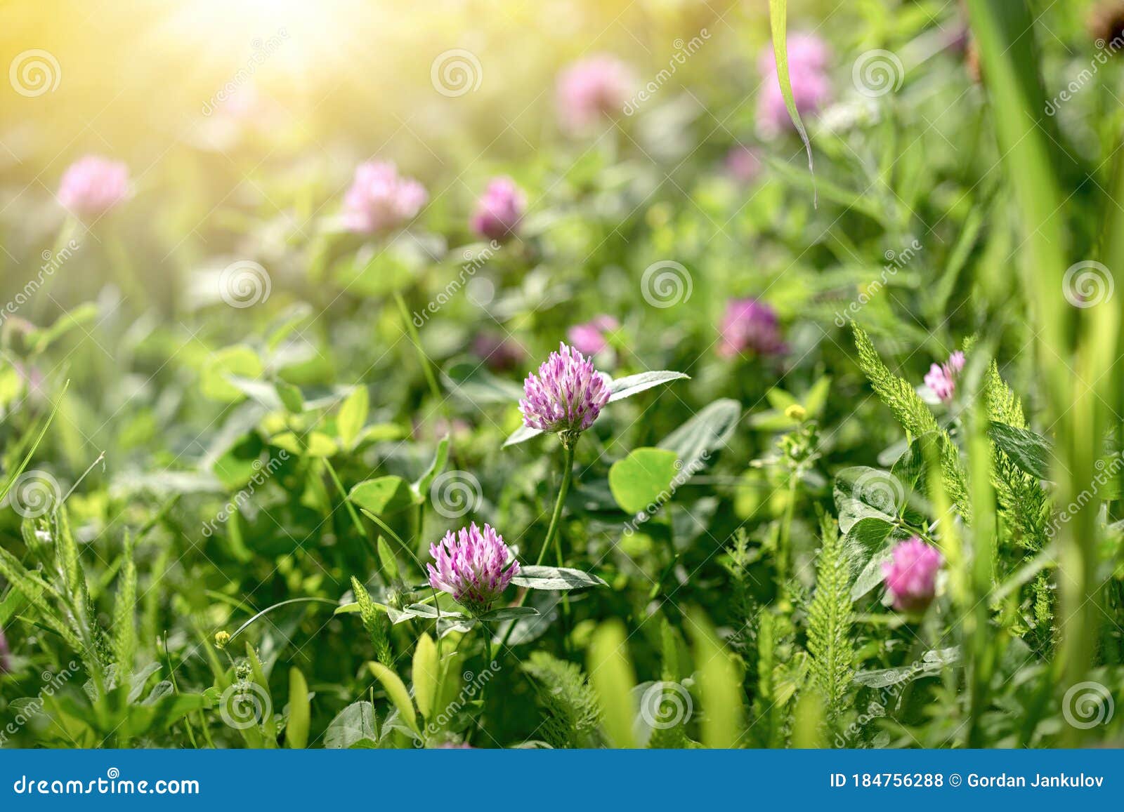 Flowering Clover in Meadow, Clover in Bloom, Beauty in Nature Stock ...