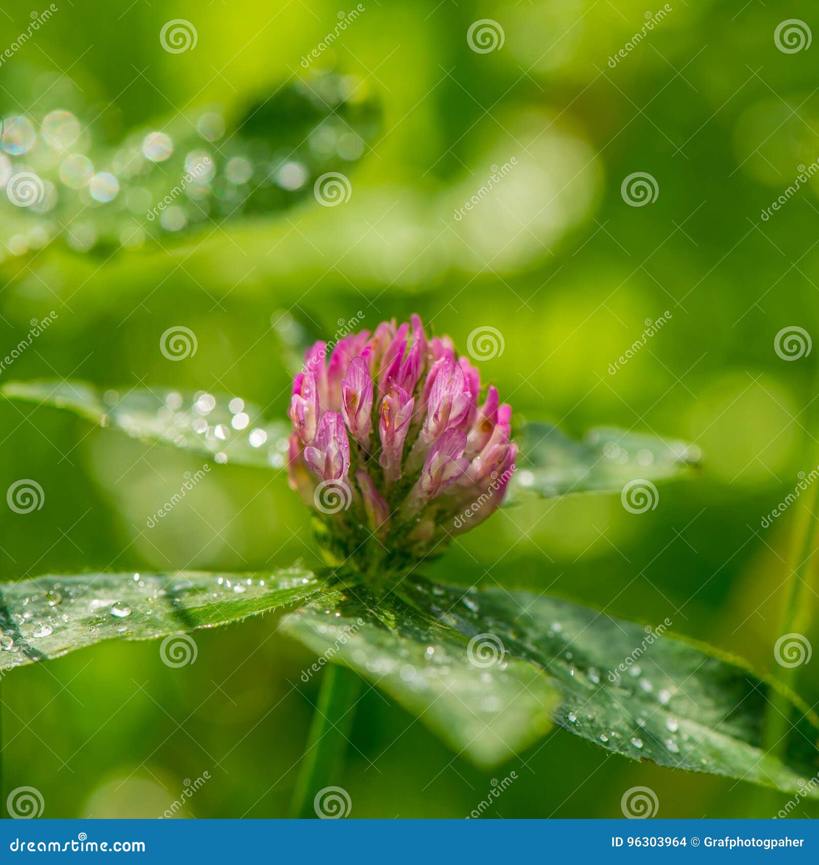 Flowering clover stock photo. Image of grass, natural - 96303964