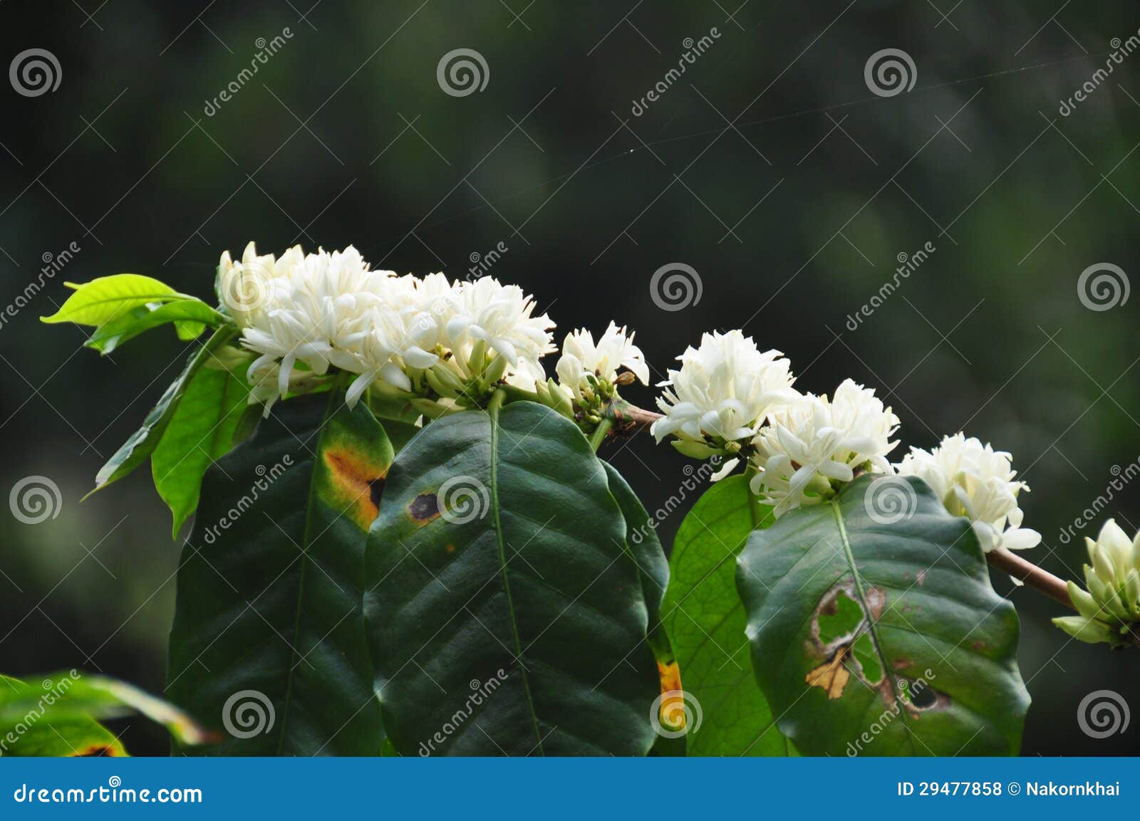 Flowering coffee tree stock photo. Image of culture, nature - 29477858