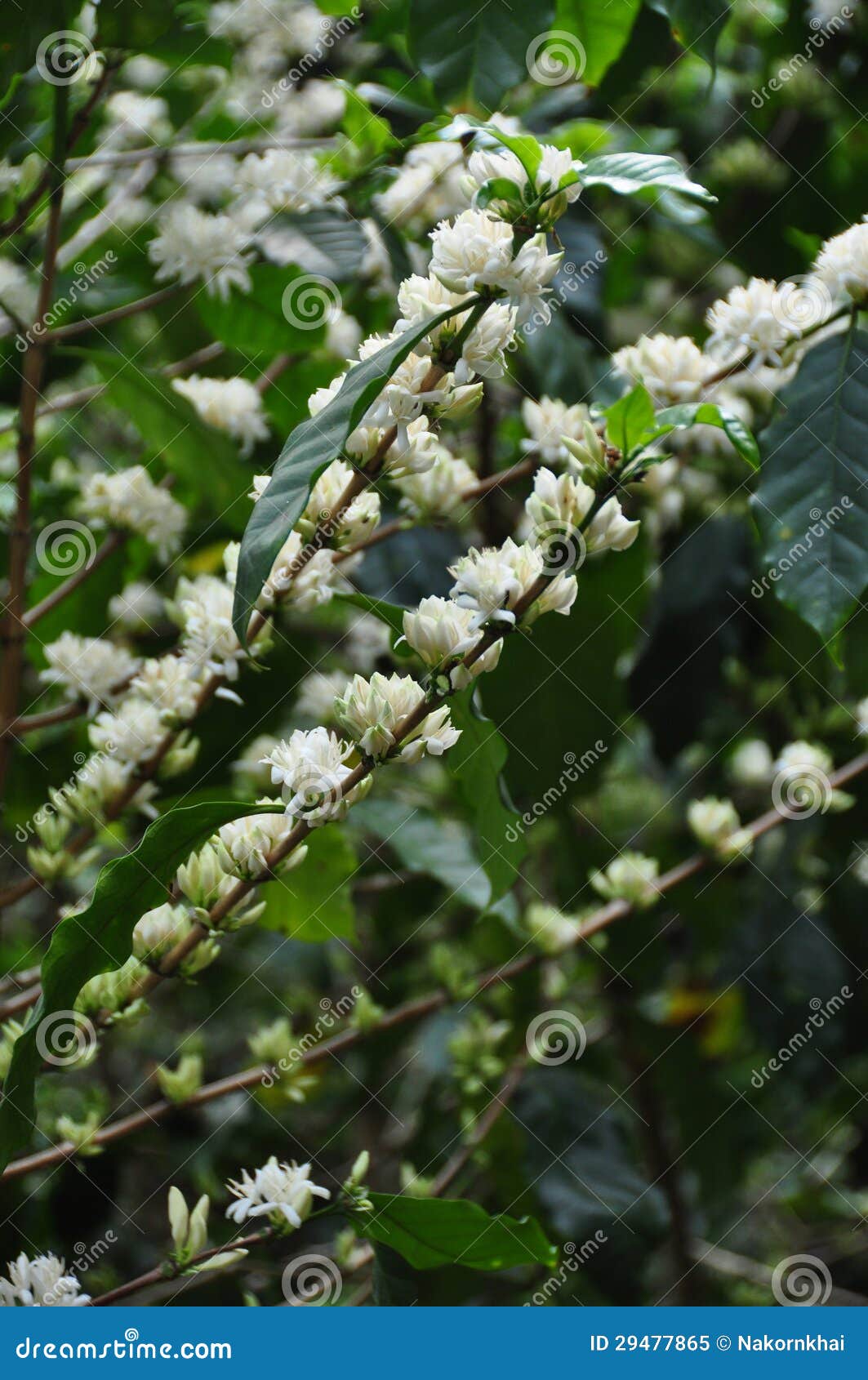 Flowering coffee tree stock image. Image of arabica, tree - 29477865