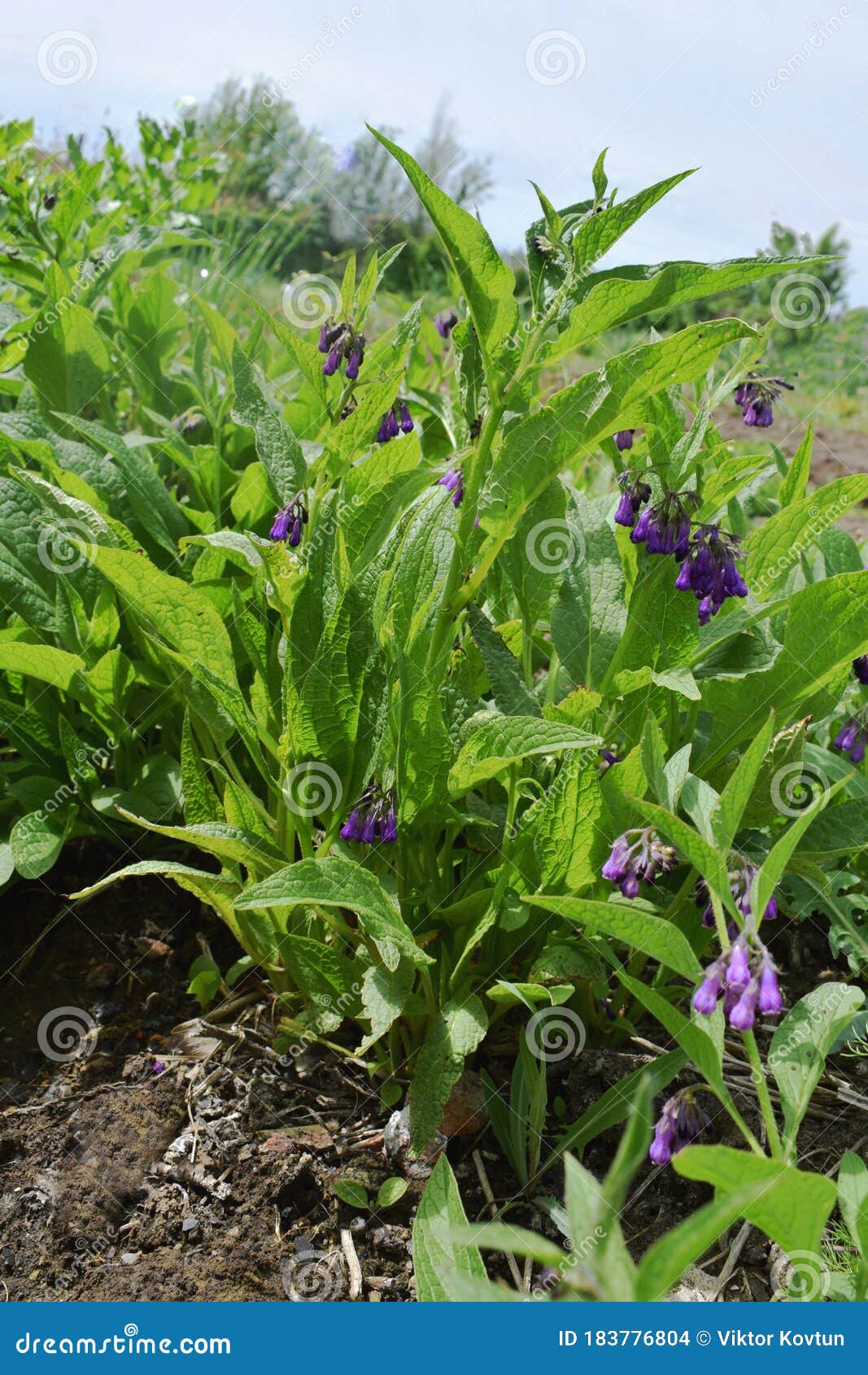 Flowering Comfrey is a Medicinal Plant Stock Photo - Image of apiary ...
