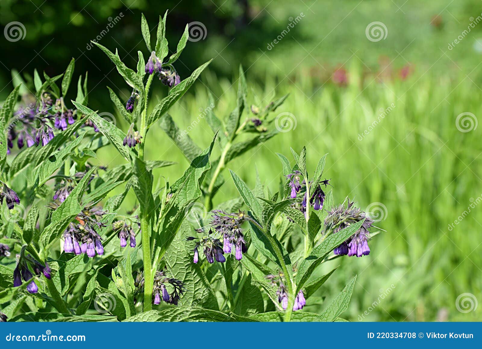 Flowering Comfrey is a Medicinal Plant Stock Photo - Image of medicinal ...