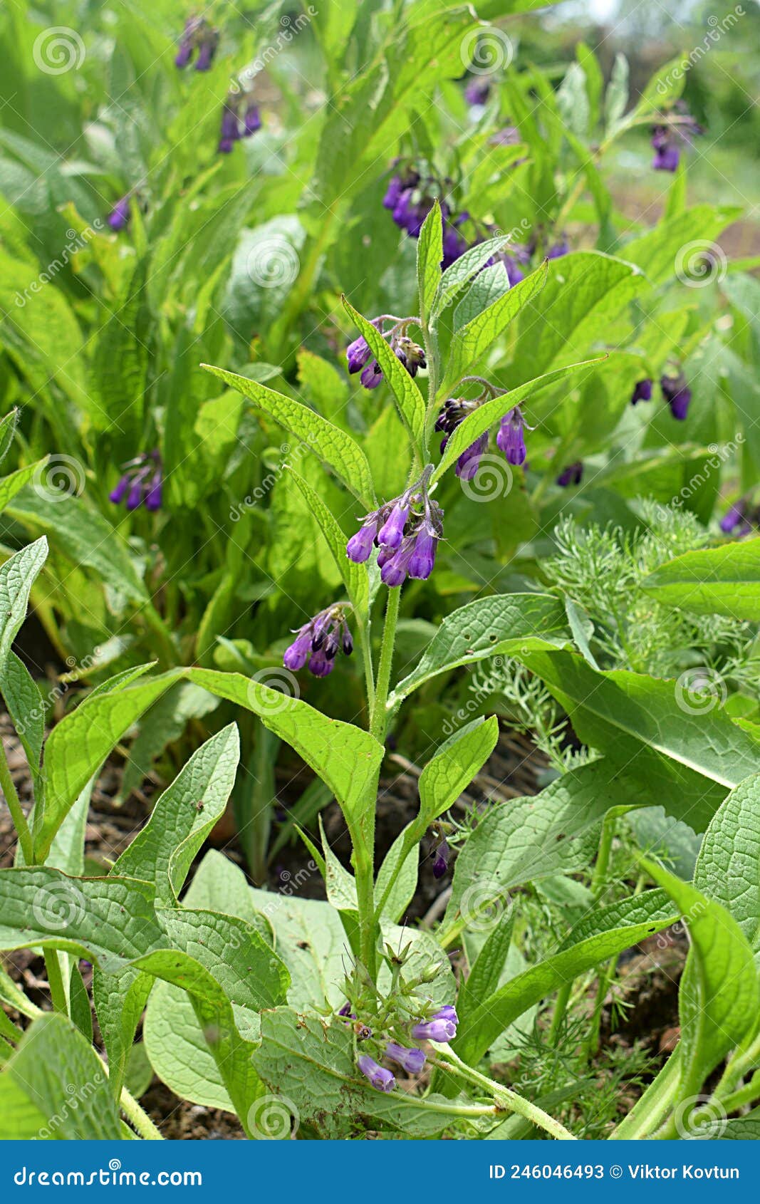 Flowering Comfrey is a Medicinal Plant Stock Image - Image of bright ...