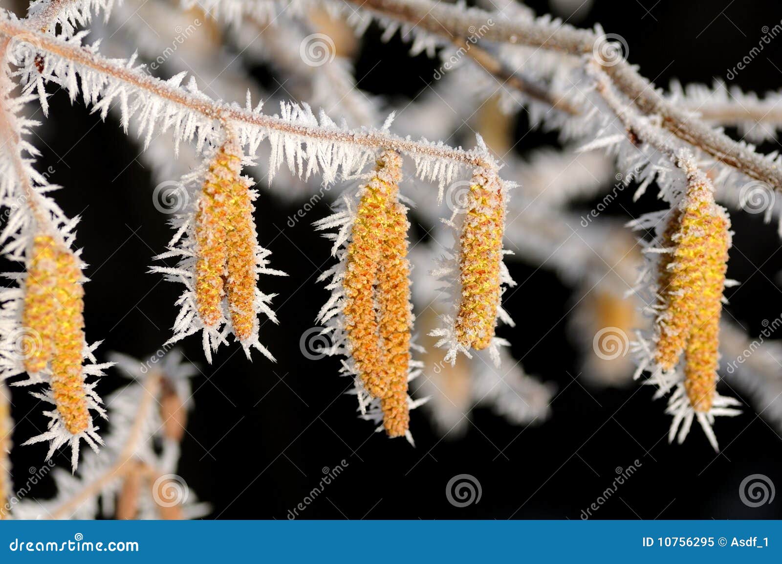 Flowering Common Hazel stock image. Image of details - 10756295