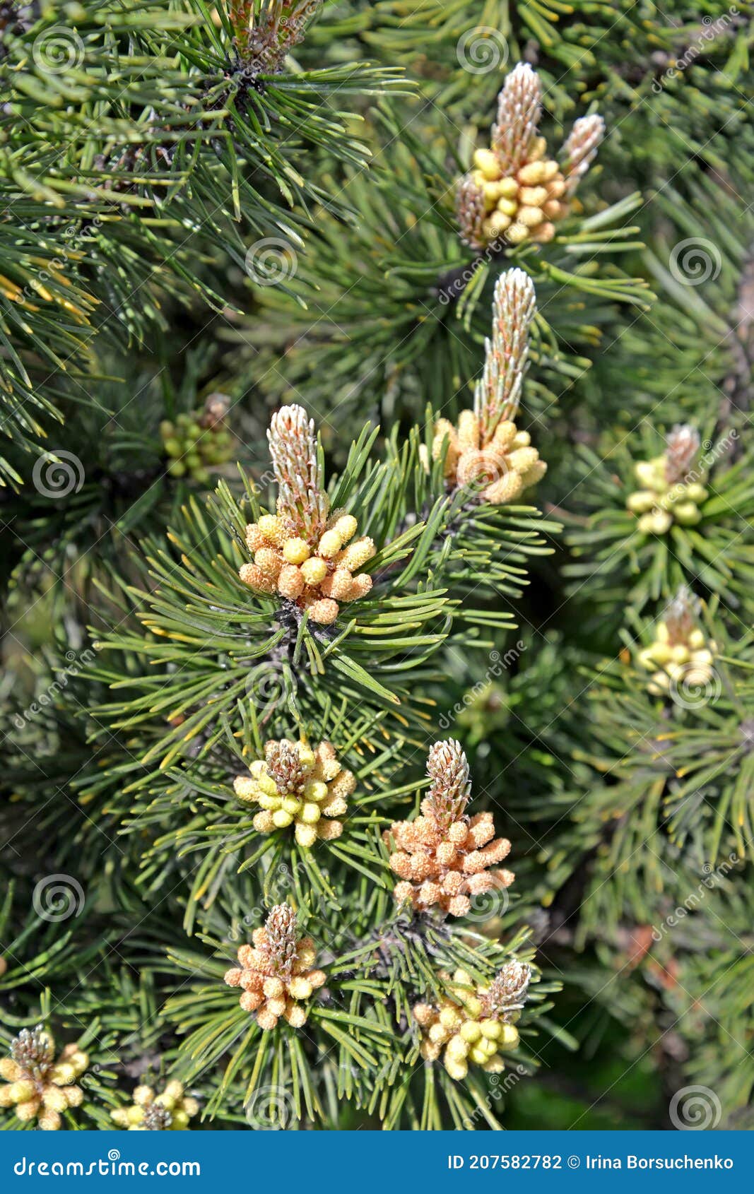 Flowering Common Pine Pinus Sylvestris L. Stock Photo - Image of pine ...