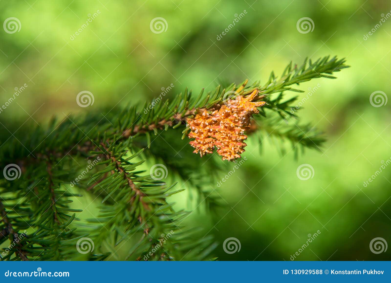 Spruce bloom stock photo. Image of harvest, organic - 130929588