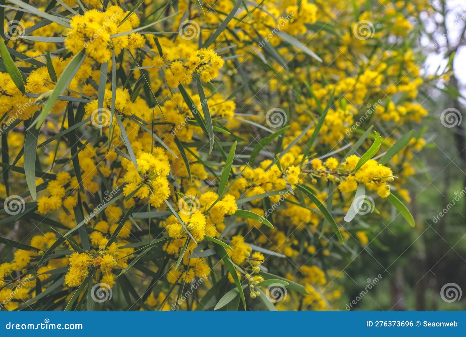 Flowering Cootamundra Wattle Acacia Baileyana Tree Stock Photo - Image ...