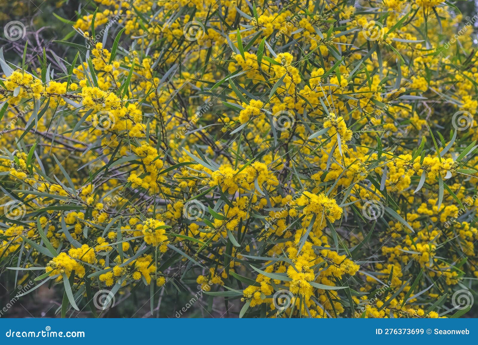 Flowering Cootamundra Wattle Acacia Baileyana Tree Stock Image - Image ...