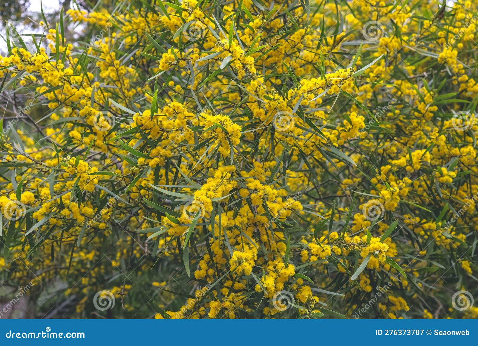 Flowering Cootamundra Wattle Acacia Baileyana Tree Stock Image - Image ...